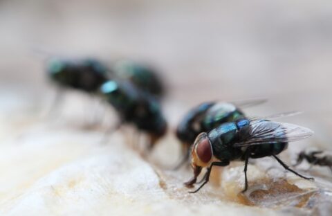 What Smells Do Flies Hate? - 8 Ways To Keep Flies Away