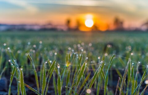 Can You Cut Wet Grass? - How To Mow Damp Grass Safely?