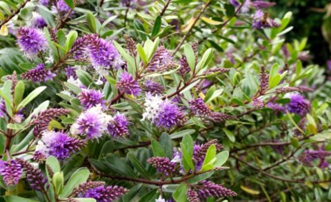 How and When to Prune Hebe? Step-by-Step Guide for Beginners