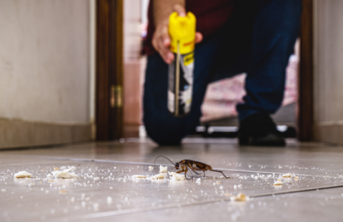 Why Are Slugs Coming in My House at Night? - Get Rid of Slugs