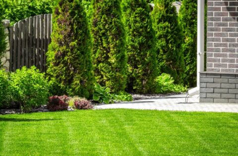 Do I Need to Remove Grass Before Rotavating? Gardening Tips