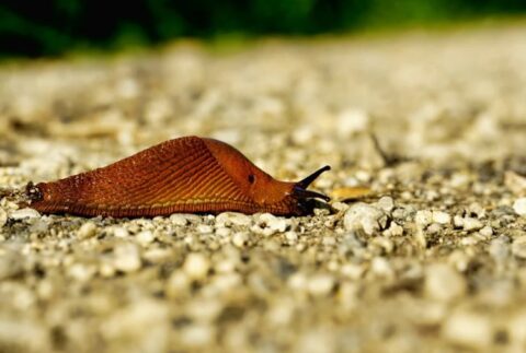 How Long Do Slugs Live? – Get Rid Of From UK House & Garden