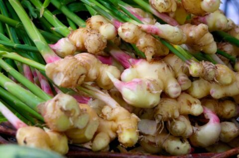 How to Grow Ginger UK? Can You Plant in the Home? Expert Guide