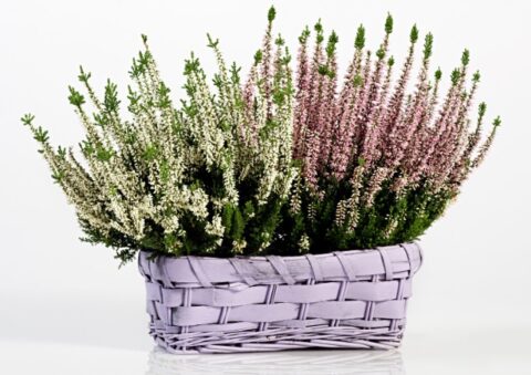 How Big Do Hebes Grow? A UK Gardener’s Guide On Size