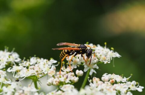 How to Get Rid of Wasps? - UK Guide to Removing Nests Safely